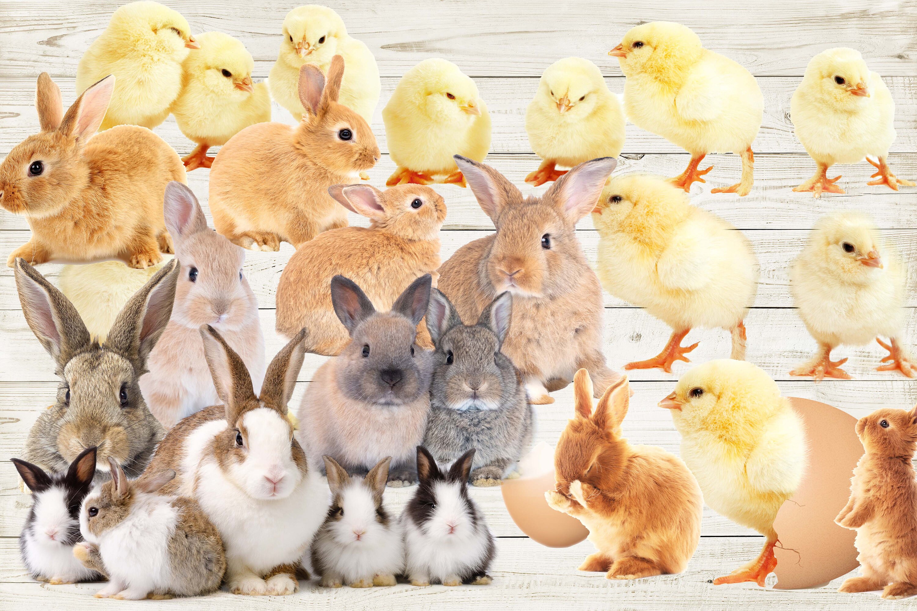 Easter Bunnies & Chicks Digital Clip Art 6 Inch Tall .png Files - Etsy