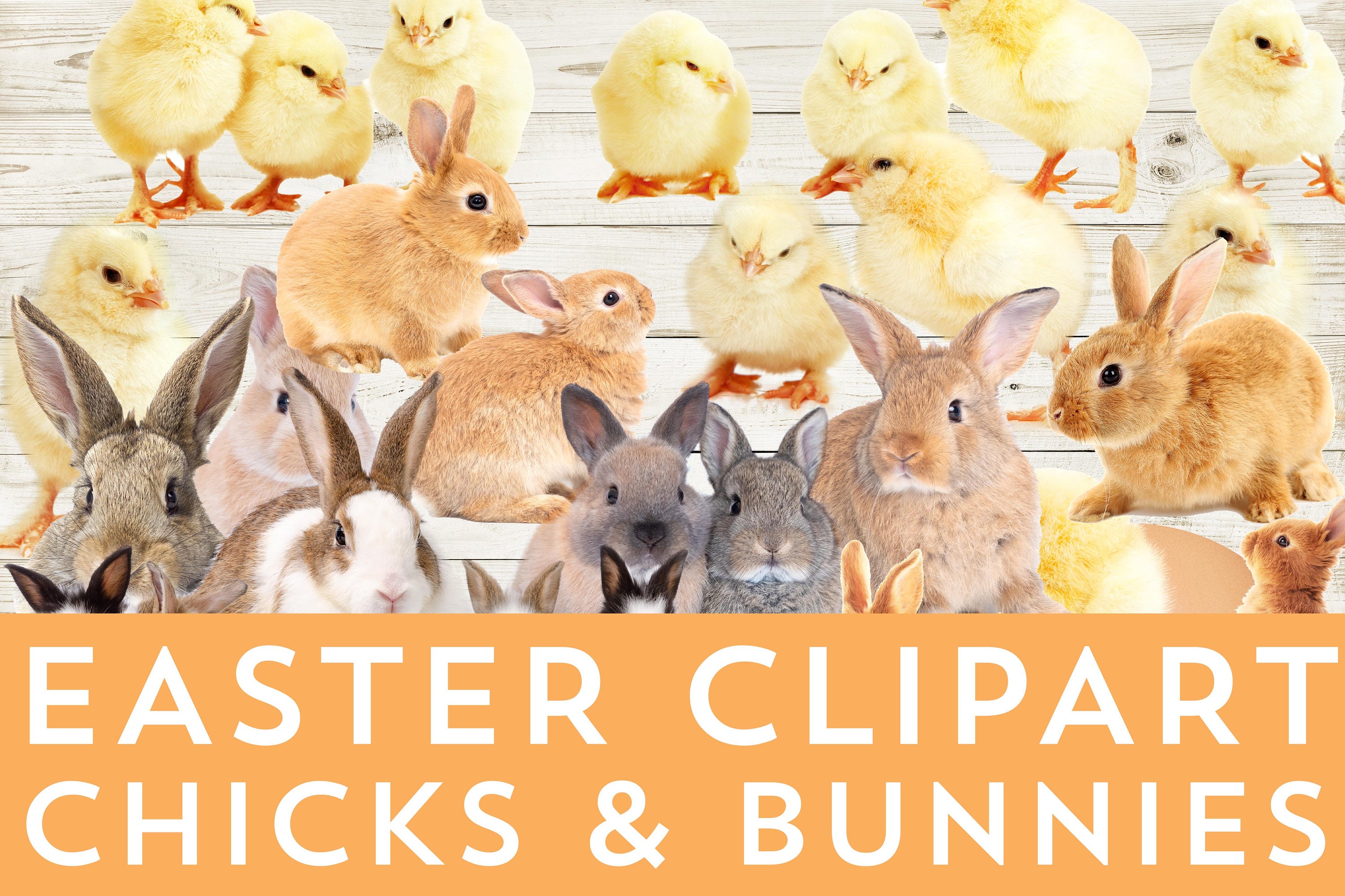 Easter Bunnies & Chicks Digital Clip Art 6 Inch Tall .png Files - Etsy