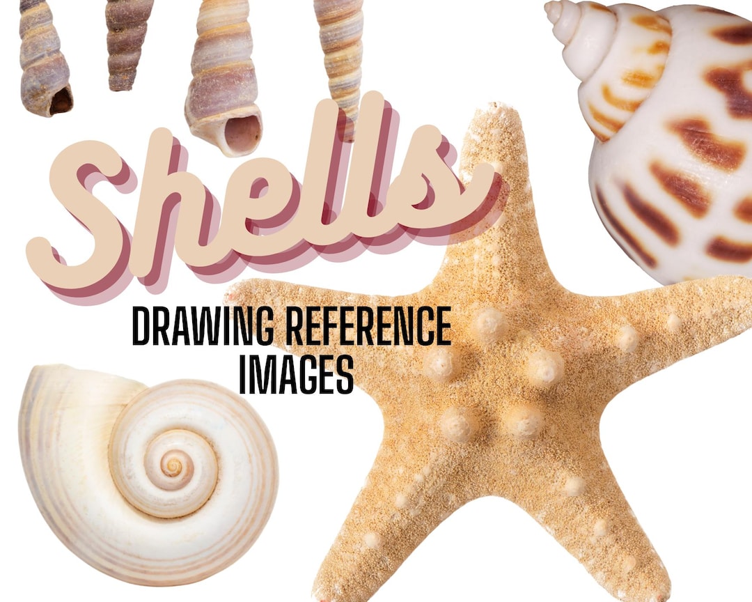 Shell Drawing Reference Pack – High-quality Seashell Reference Photos ...