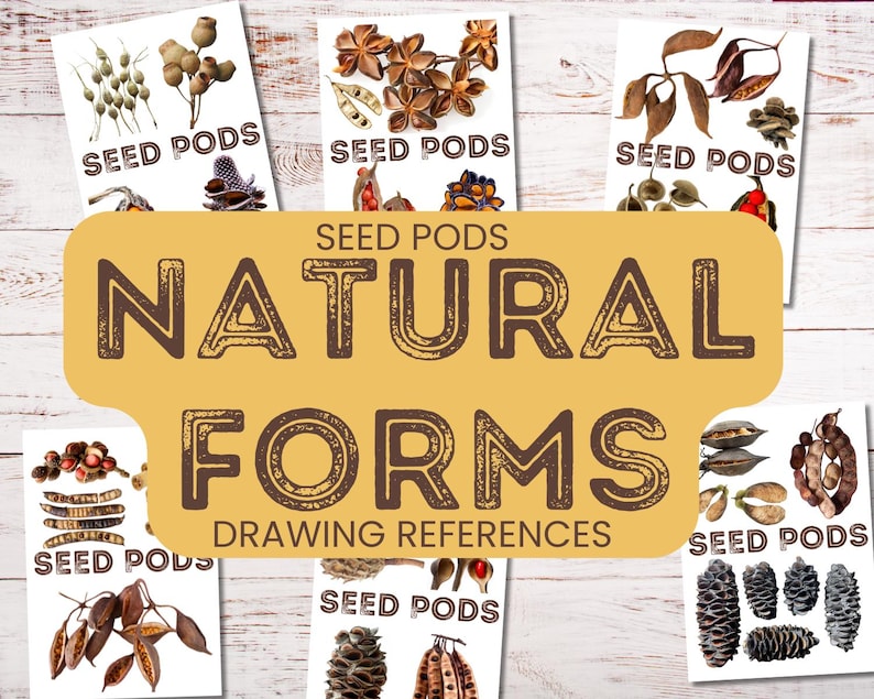 Seed Pod Reference Printables | Botanical Photography for Artists ...