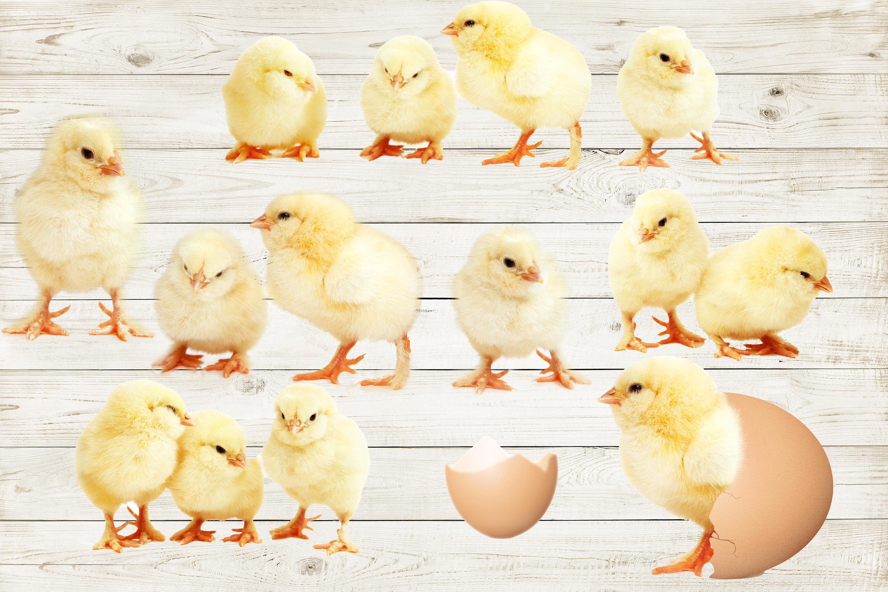 Easter Bunnies & Chicks Digital Clip Art 6 Inch Tall .png Files - Etsy