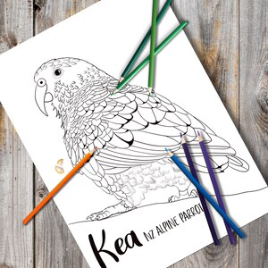 New Zealand Birds Coloring Pages: Hand-drawn Native Designs (digital ...