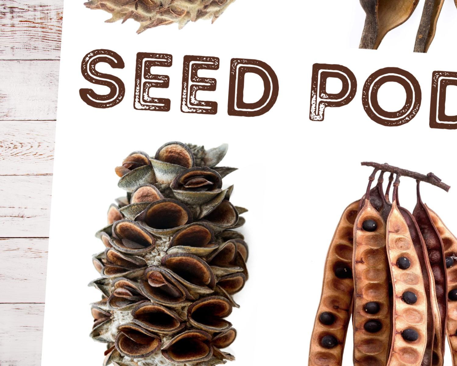 Seed Pod Reference Printables | Botanical Photography for Artists ...