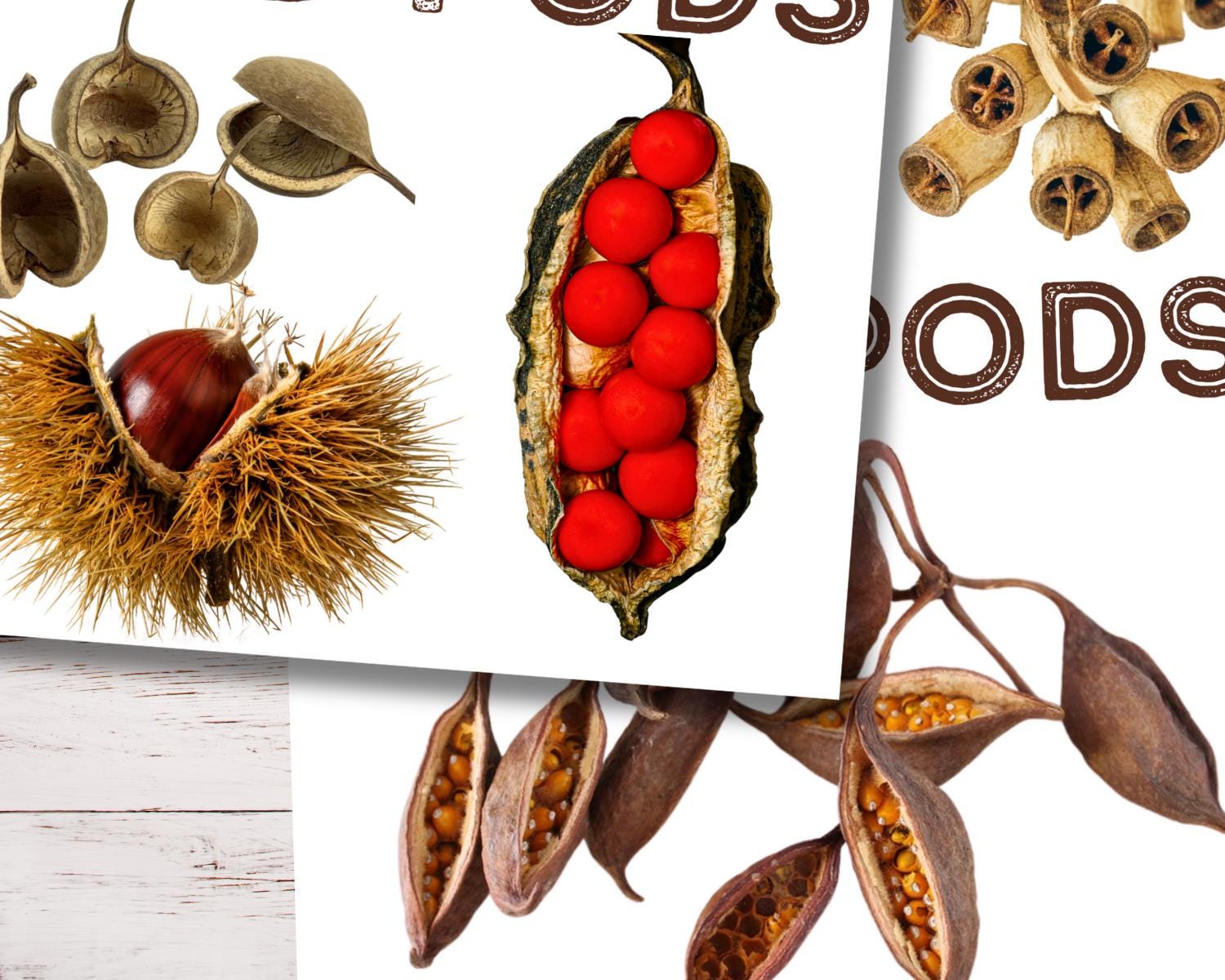 Seed Pod Reference Printables | Botanical Photography for Artists ...
