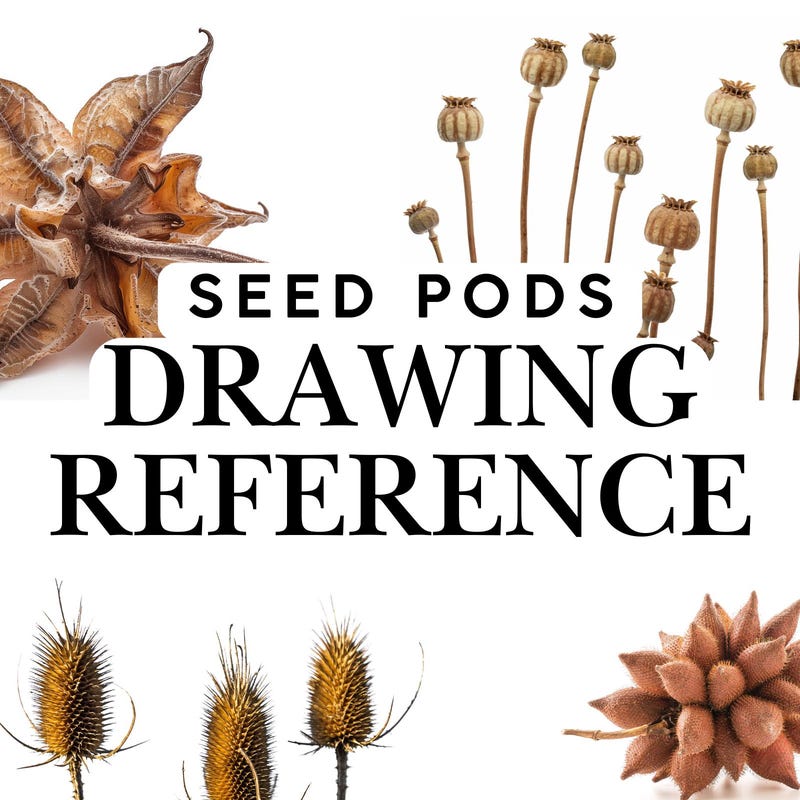 Still Life Seeds - Etsy