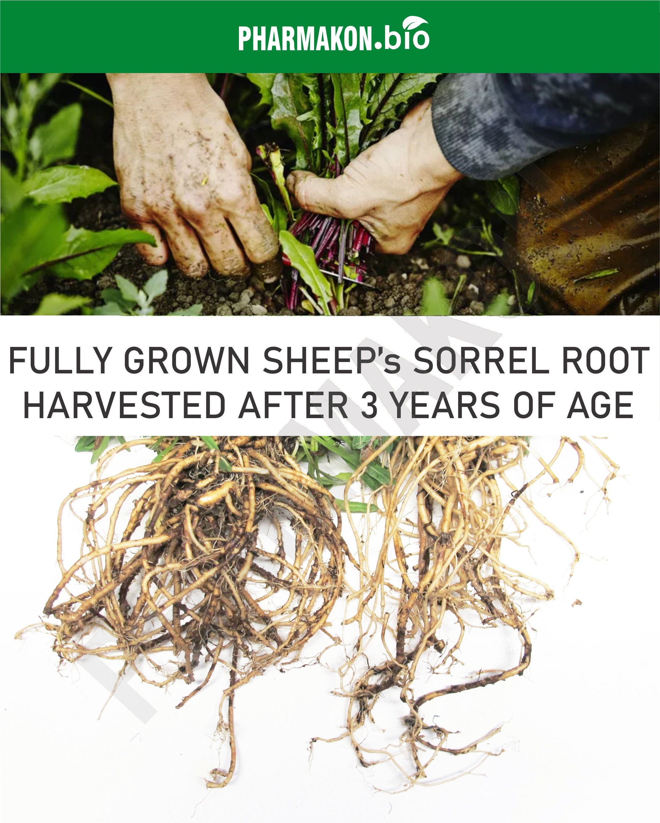 Sorrel Root
