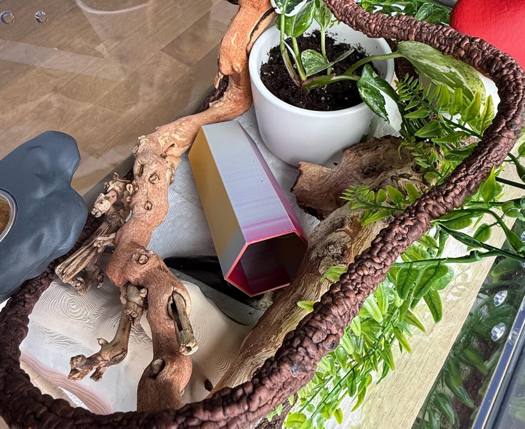 NEW HEX & Tube Hides 2 Sizes - Suction or Freestanding Crested Geckos ...