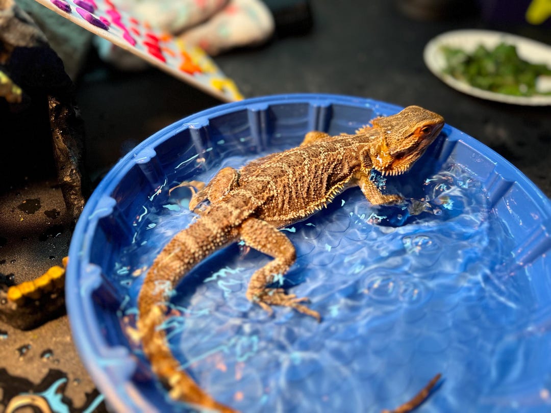 Kiddie Pool Remake 3D Printed Reptile/small Pet Soak Bowl/sandbox Etc 3 ...