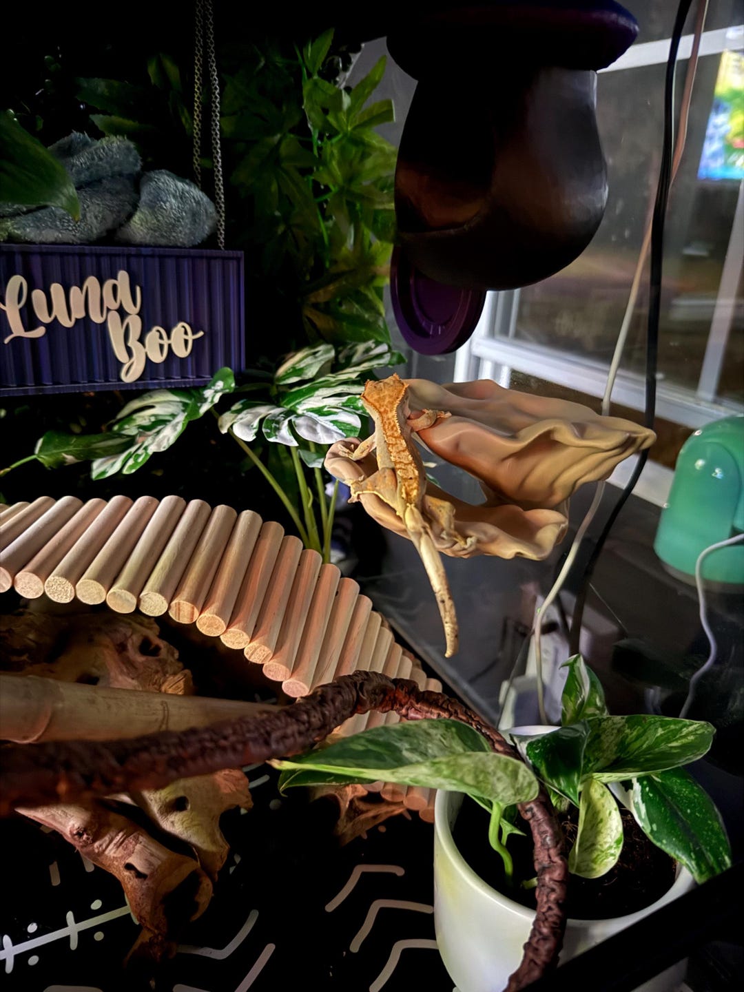 NEW Mushroom Shroomy Ledge for Gecko Frogs Chameleon & More! Great ...