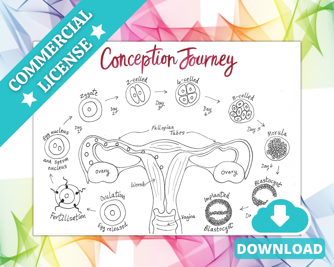 Conception Anatomy Colouring Diagram | Pregnancy Illustration Poster ...