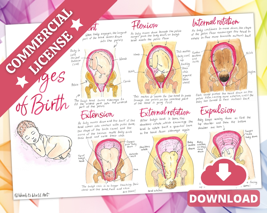 A2 Cardinal Movements Labour Poster Birth Biomechanics - Etsy