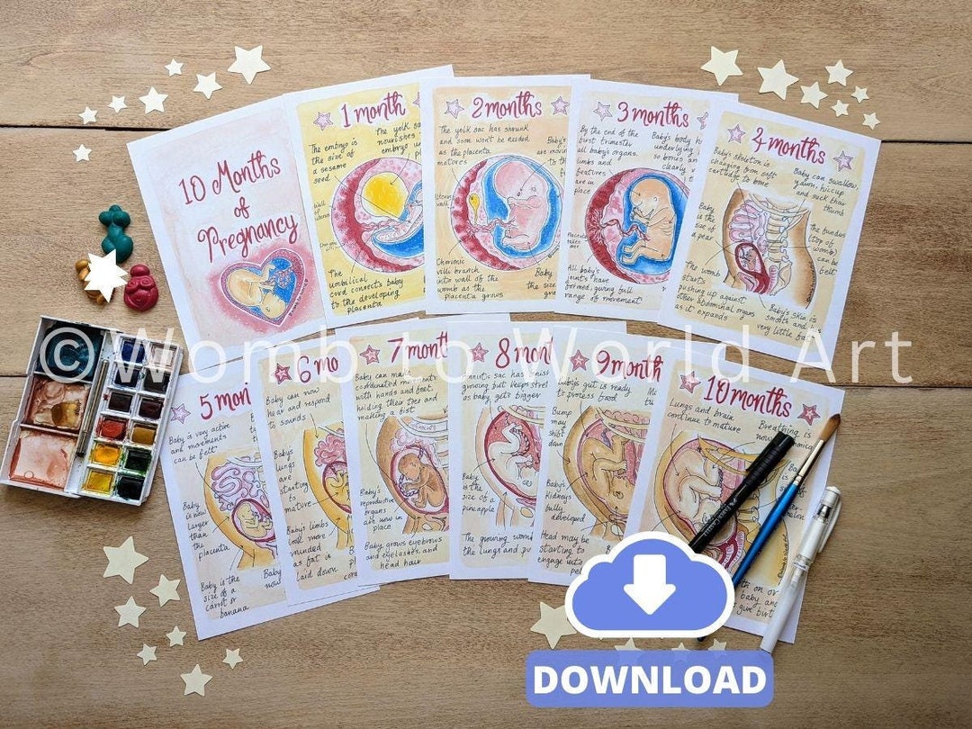 Stages of Pregnancy Illustrations PDF Download | Fetal Development ...