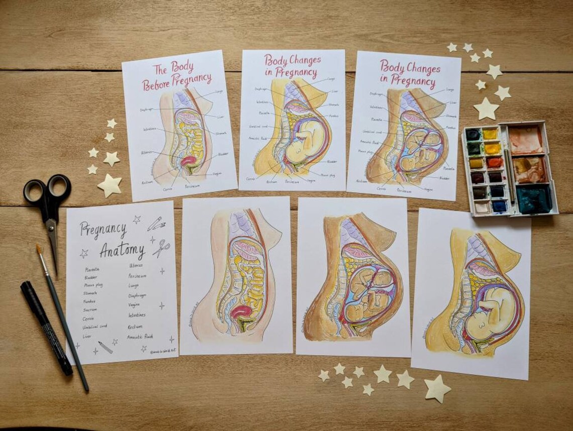 Pregnancy Anatomy Twins A4 Posters PDF Download Body Changes Labelling ...
