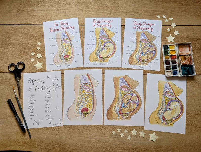 Pregnancy Anatomy Twins A4 Posters PDF Download Body Changes Labelling ...