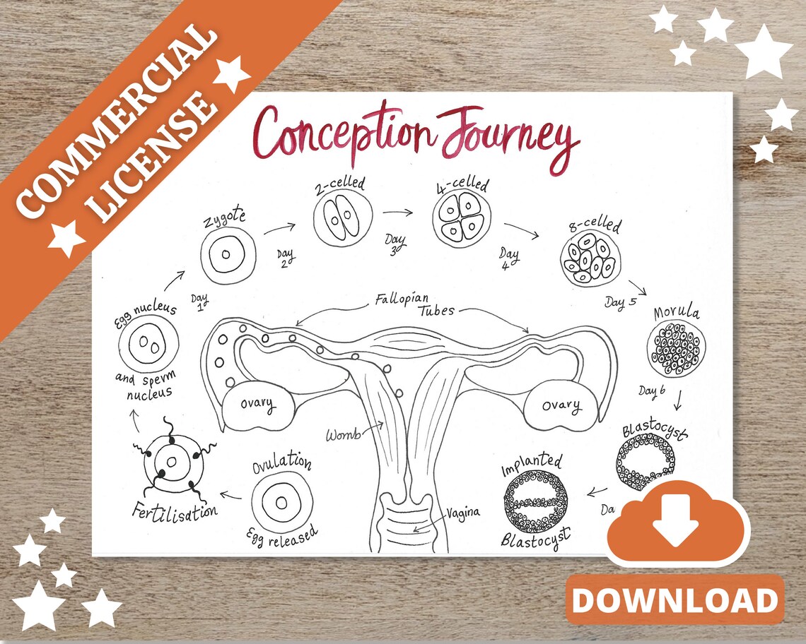 Conception Anatomy Colouring Diagram | Pregnancy Illustration Poster ...