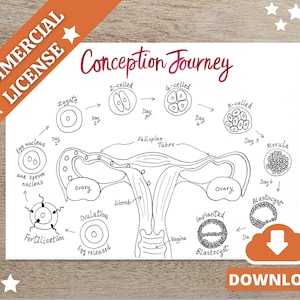 Conception Anatomy Colouring Diagram | Pregnancy Illustration Poster ...