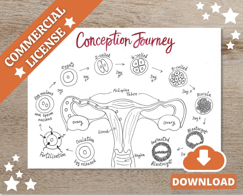 Conception Anatomy Colouring Diagram Pregnancy Illustration - Etsy