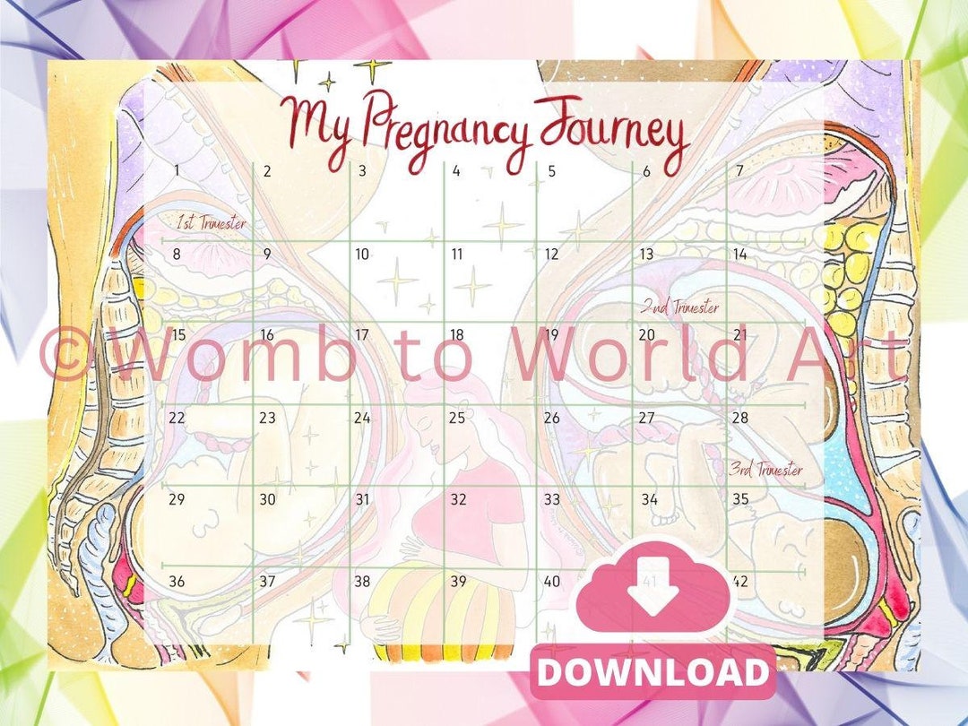 42 Weeks Pregnancy Calendar A3 Download PDF | Antenatal Education Print ...