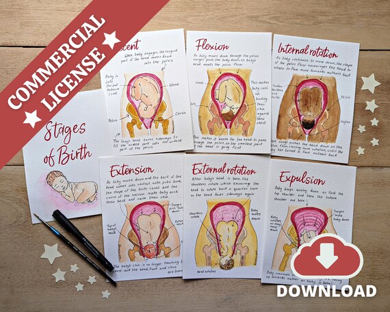 Cardinal Movements of Labour Illustrations Birth - Etsy