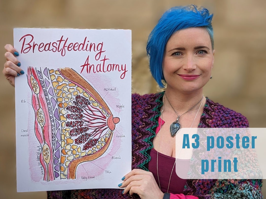 Breastfeeding Anatomy A3 250gsm Poster Print Postpartum Doula Antenatal ...