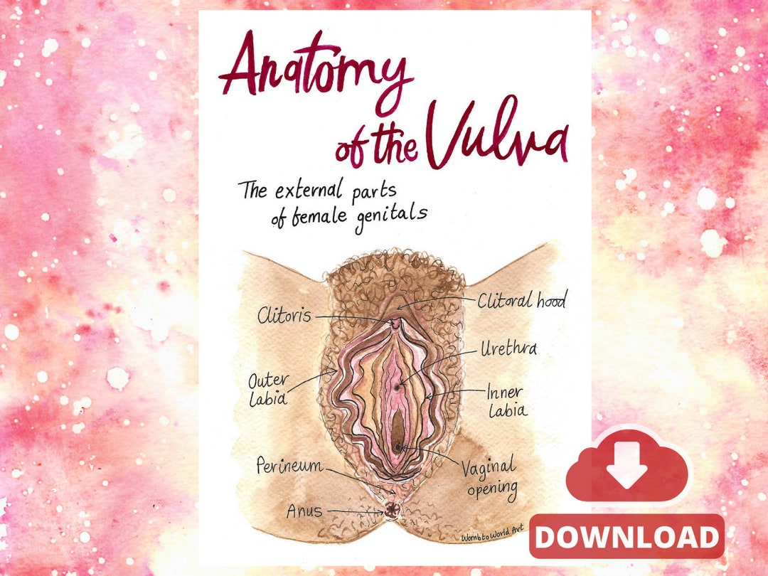 Anatomy of the Vulva Diagram PDF Labour Birth Education Doula Tools ...