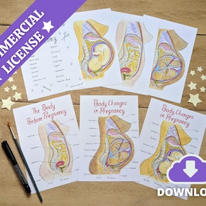 Pregnancy Anatomy Twins A4 Posters PDF Download | Body Changes ...