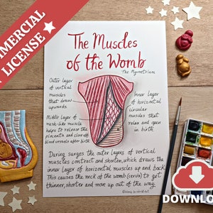 Muscles of the Womb Uterus Hypnobirthing PDF Handouts Labour Birth ...