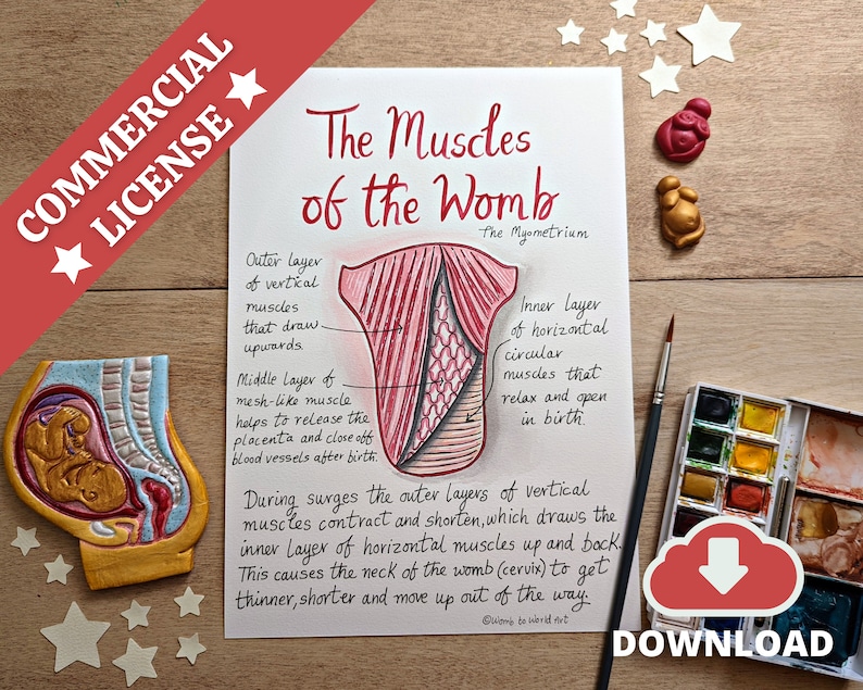 Muscles of the Womb Diagram: Hypnobirthing Education Handouts to ...