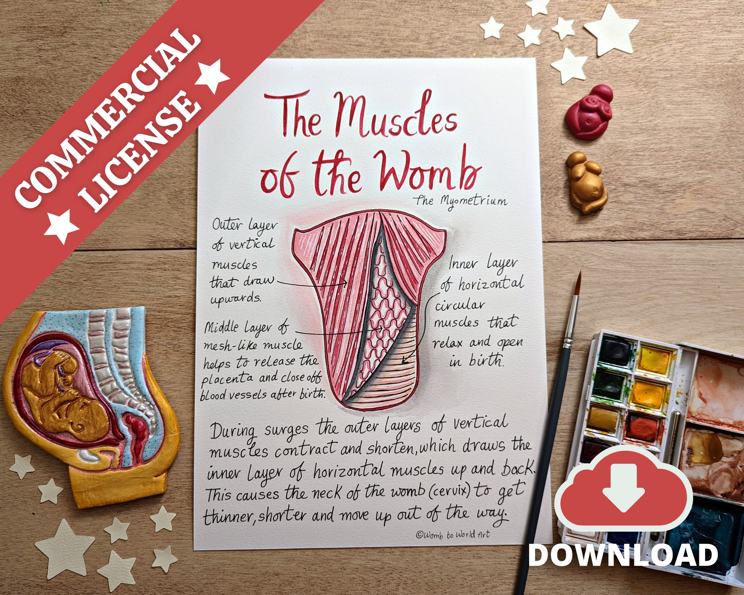 Muscles of the Womb Uterus Hypnobirthing PDF Handouts Labour - Etsy UK