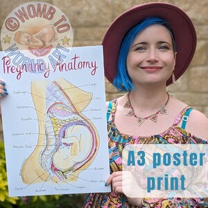 Pregnancy Anatomy A3 Poster Teaching Tool | Anatomy Diagram | Antenatal ...