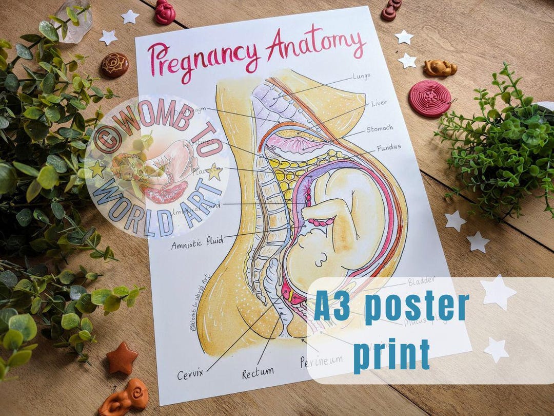 Pregnancy Anatomy A3 Poster Teaching Tool | Anatomy Diagram | Antenatal ...