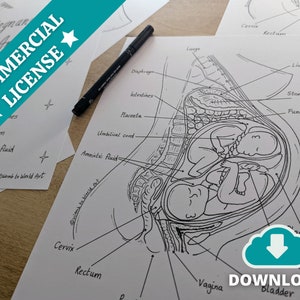 Pregnancy Anatomy Activity Pack Download | Colouring Poster Labelling ...