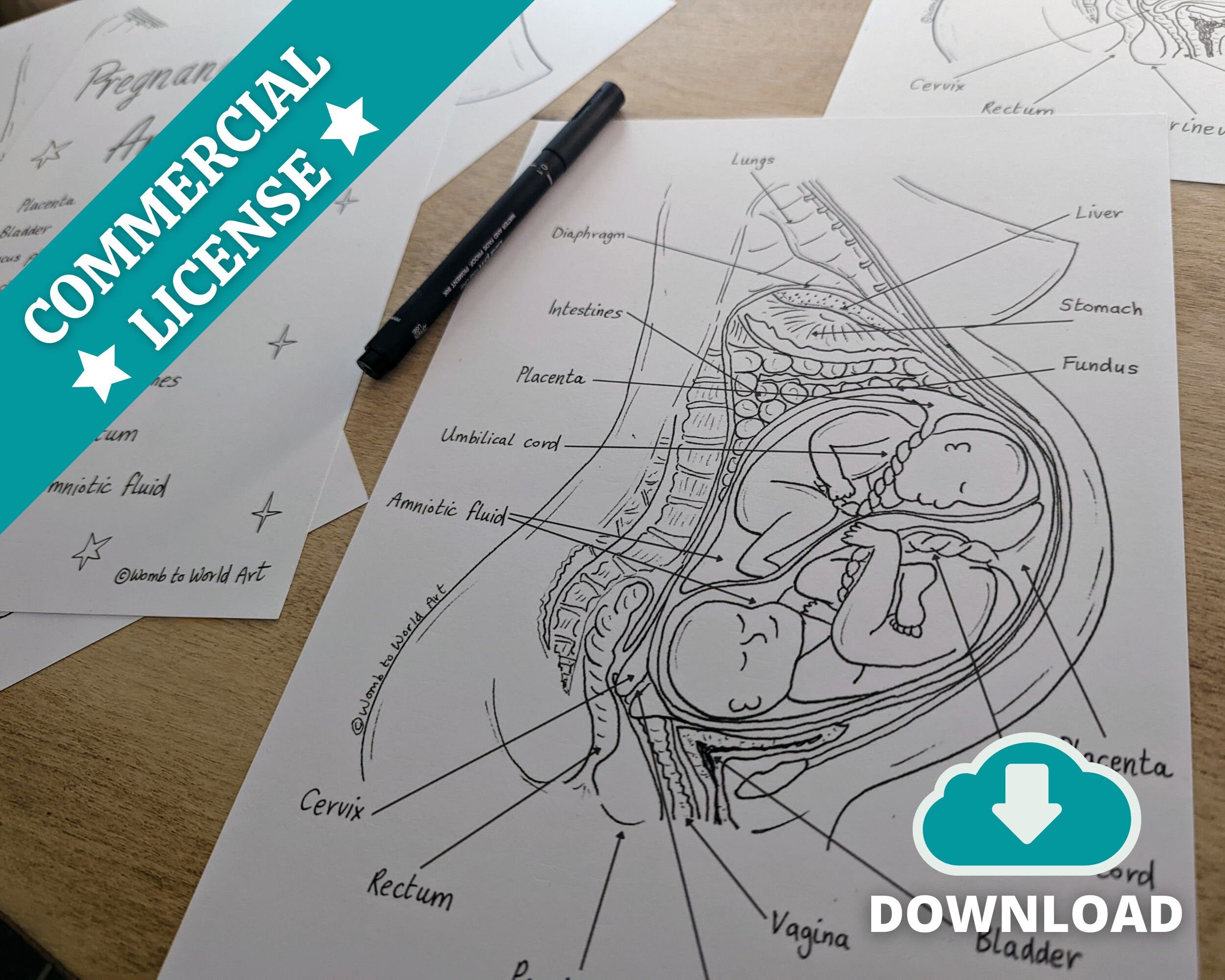 Pregnancy Anatomy Activity Pack Download Colouring Poster Labelling ...