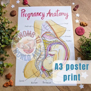 Pregnancy Anatomy Poster: Antenatal Education Teaching Tool (A3 Print ...