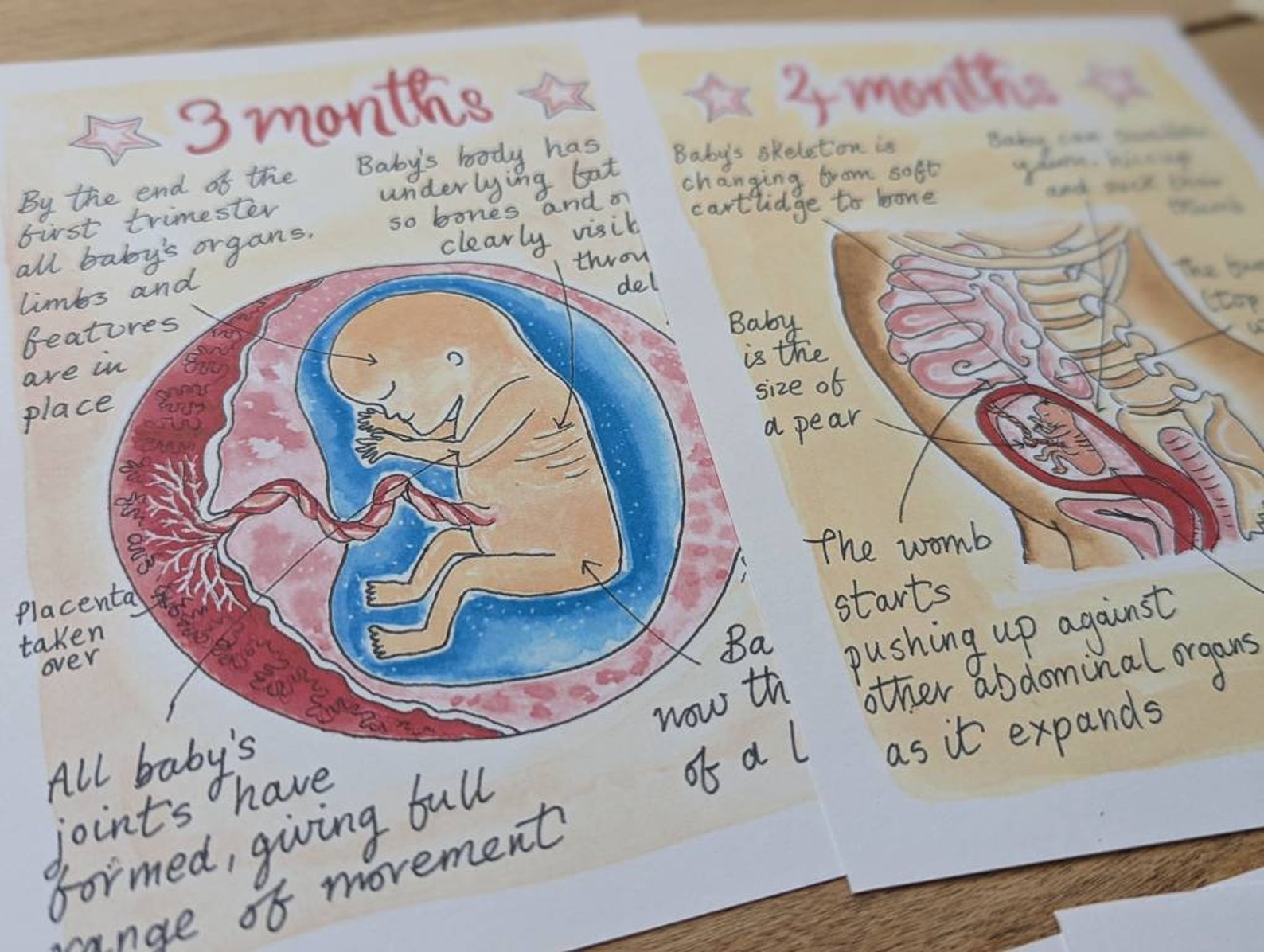 10 Months Pregnancy Illustrations Printouts: Fetal Development Stages ...