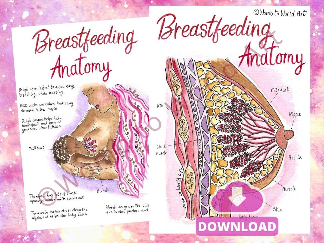 Breastfeeding Diagram Handout Breast Anatomy Illustrations PDF breastfeeding-diagram-handout-breast-anatomy-illustrations-pdf
