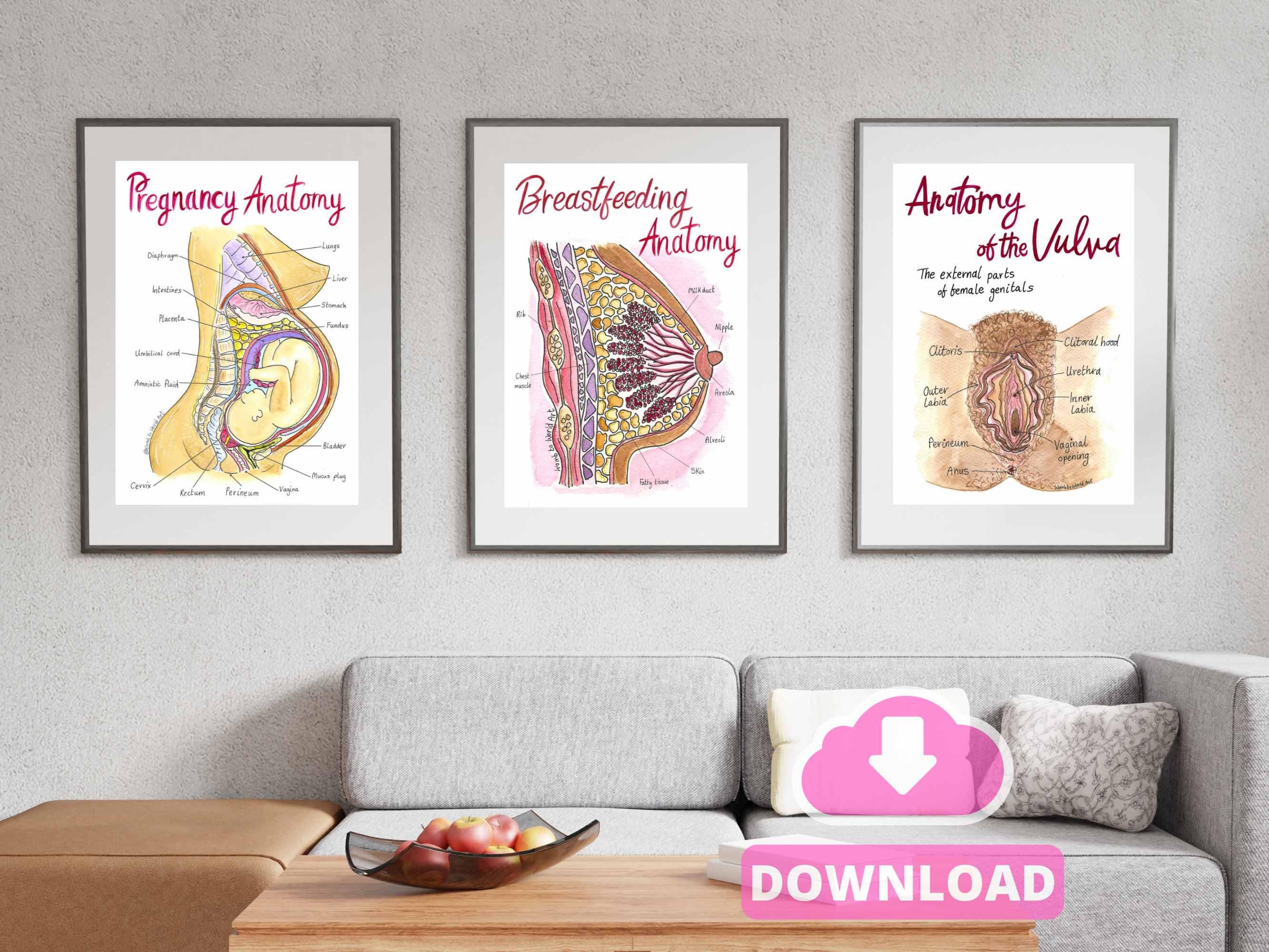 Pregnancy Anatomy Art Prints: OBGYN Office Decor Wall Art for Doulas ...