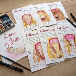 Cardinal Movements of Labour Illustrations: Doula Birth Teaching Tools ...
