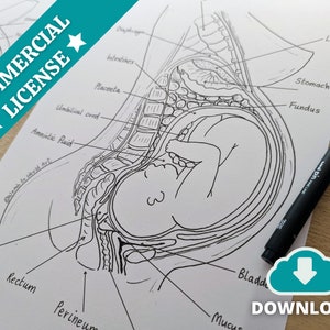 Pregnancy Anatomy Activity Pack Download | Colouring Poster Labelling ...