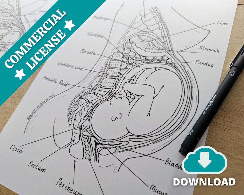 Pregnancy Anatomy Activity Pack Download Colouring Poster - Etsy