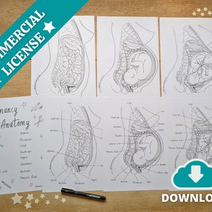 Pregnancy Anatomy Activity Pack Download | Colouring Poster Labelling ...