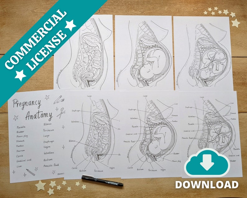 Pregnancy Anatomy Activity Pack Download Colouring Poster Labelling ...