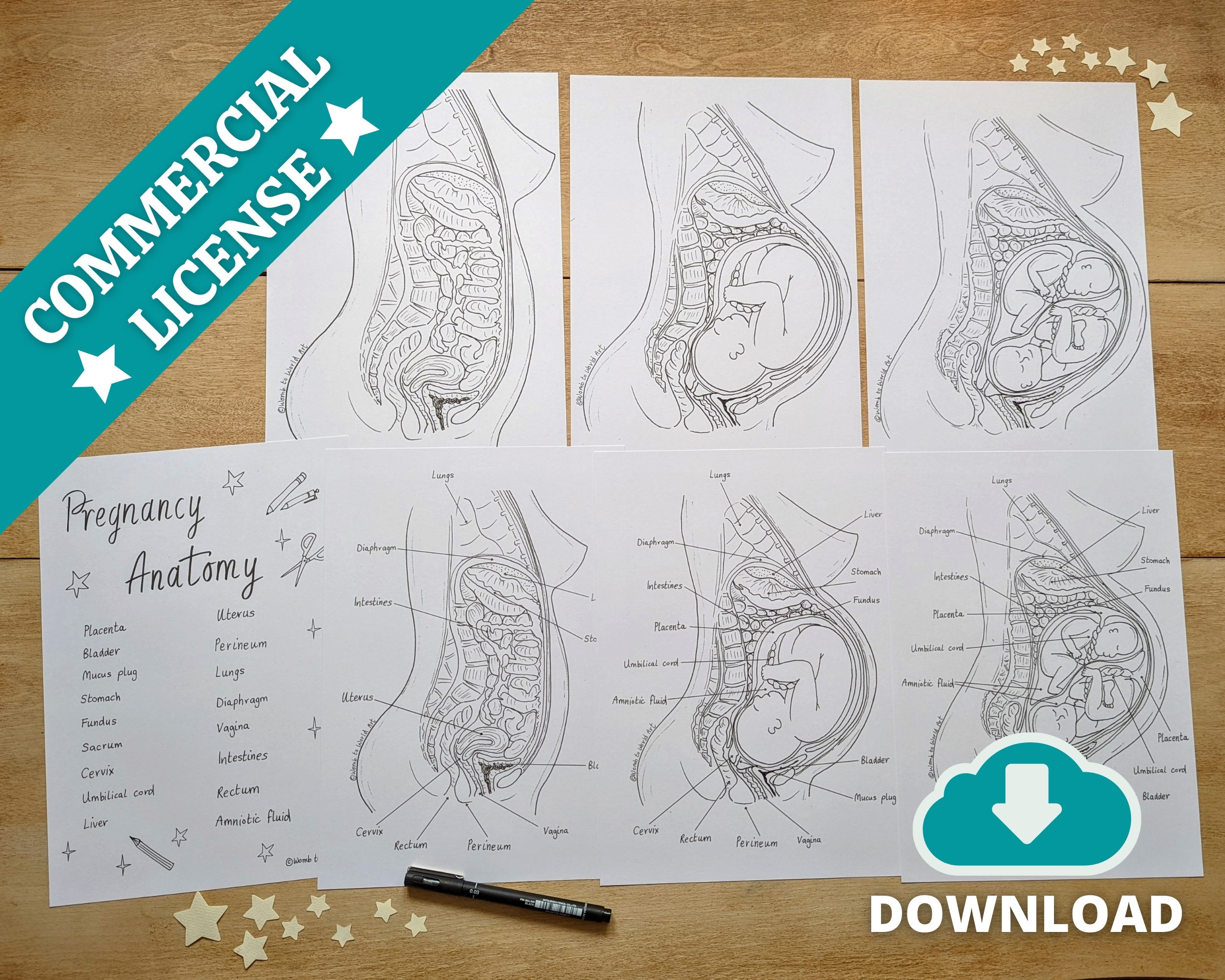 Pregnancy Anatomy Activity Pack Download Colouring Poster Labelling ...
