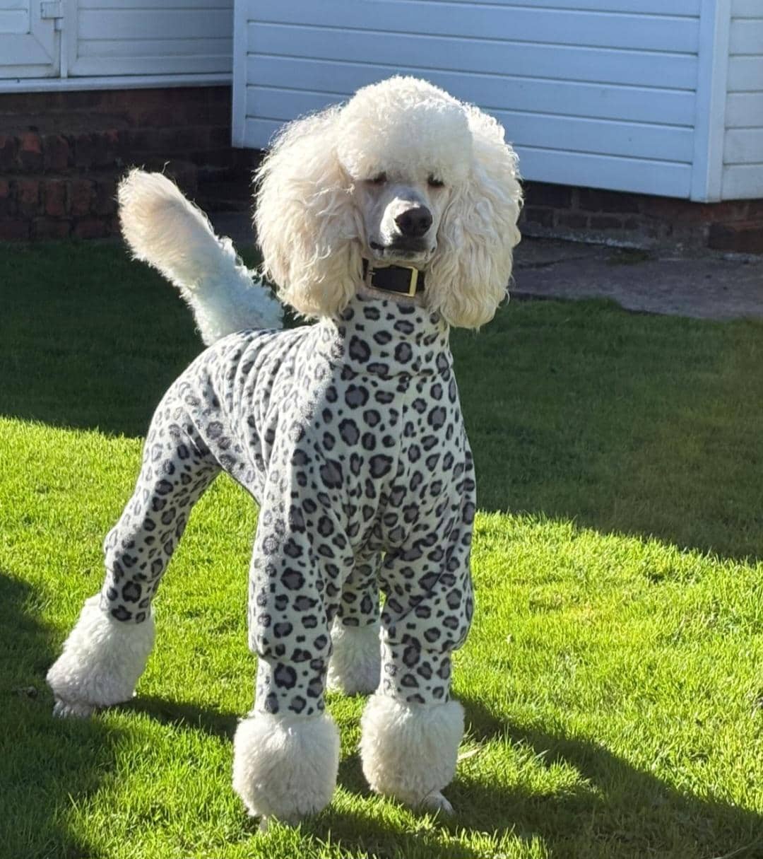 Dog Fleece Suit Fleece Snow Leopard Print Design Waterproof Fleece Suit ...