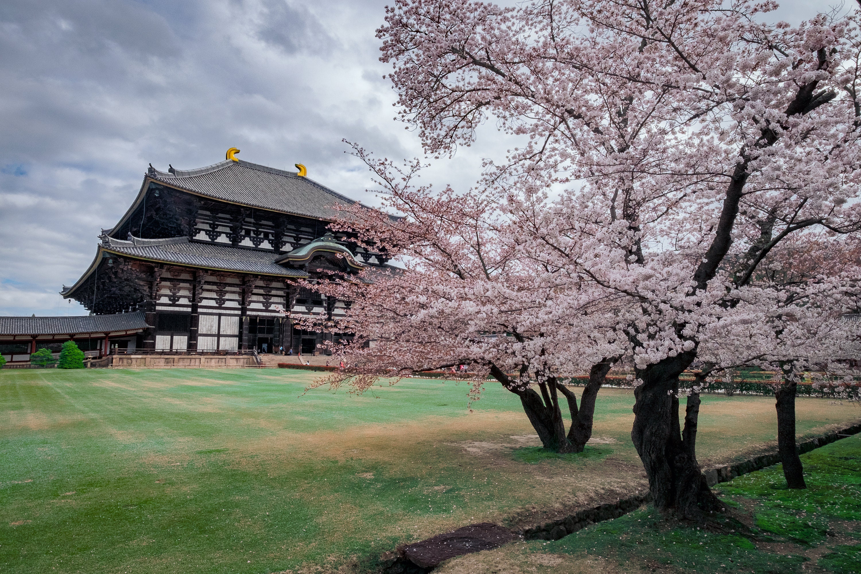 Cherry Blossoms Nara Japan Print, Todai-ji Temple, Cherry Blossoms ...