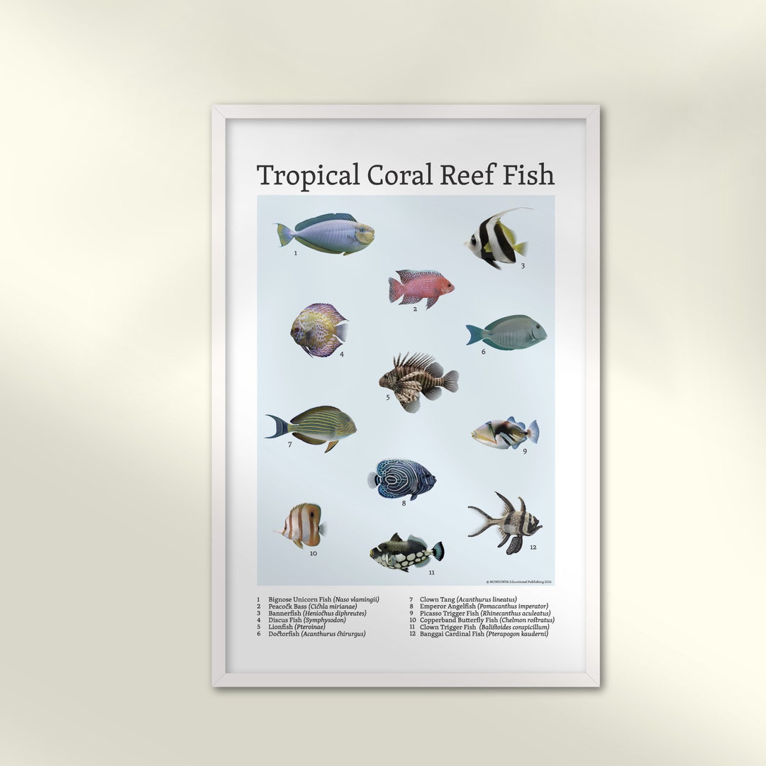 Tropical Coral Reef Fish Posterwall Arthome - Etsy