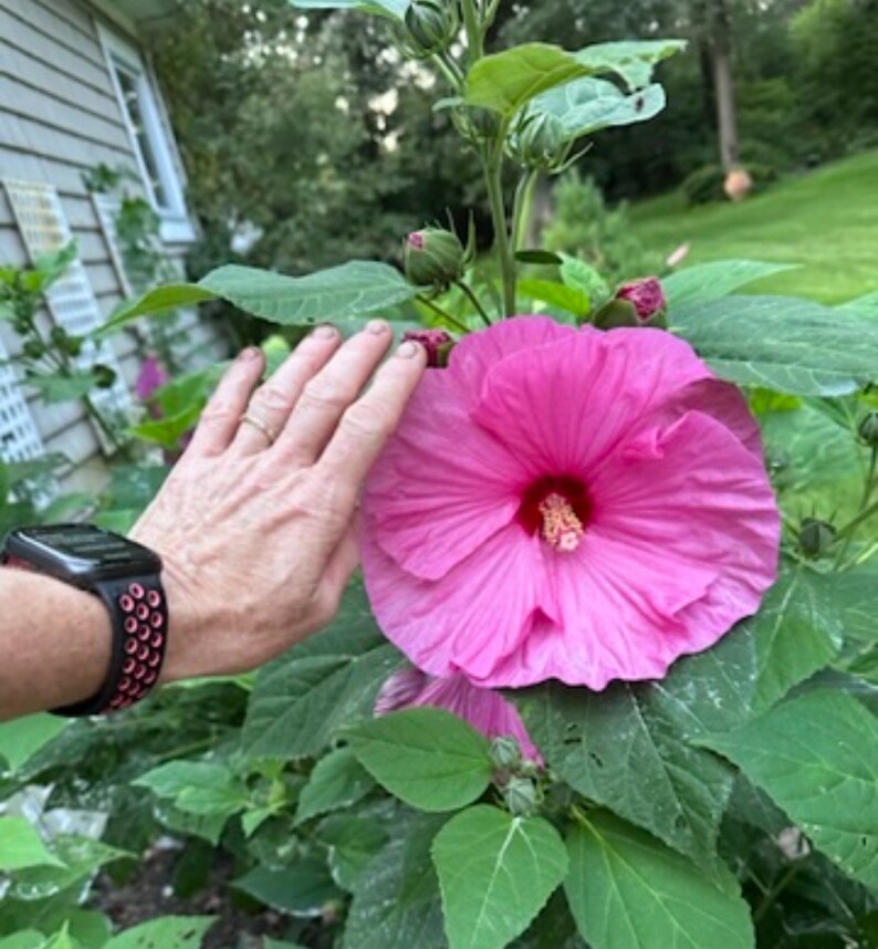 Hardy Dinnerplate Hibiscus (20+) Seeds. Perennial Zones 4-10. Huge ...