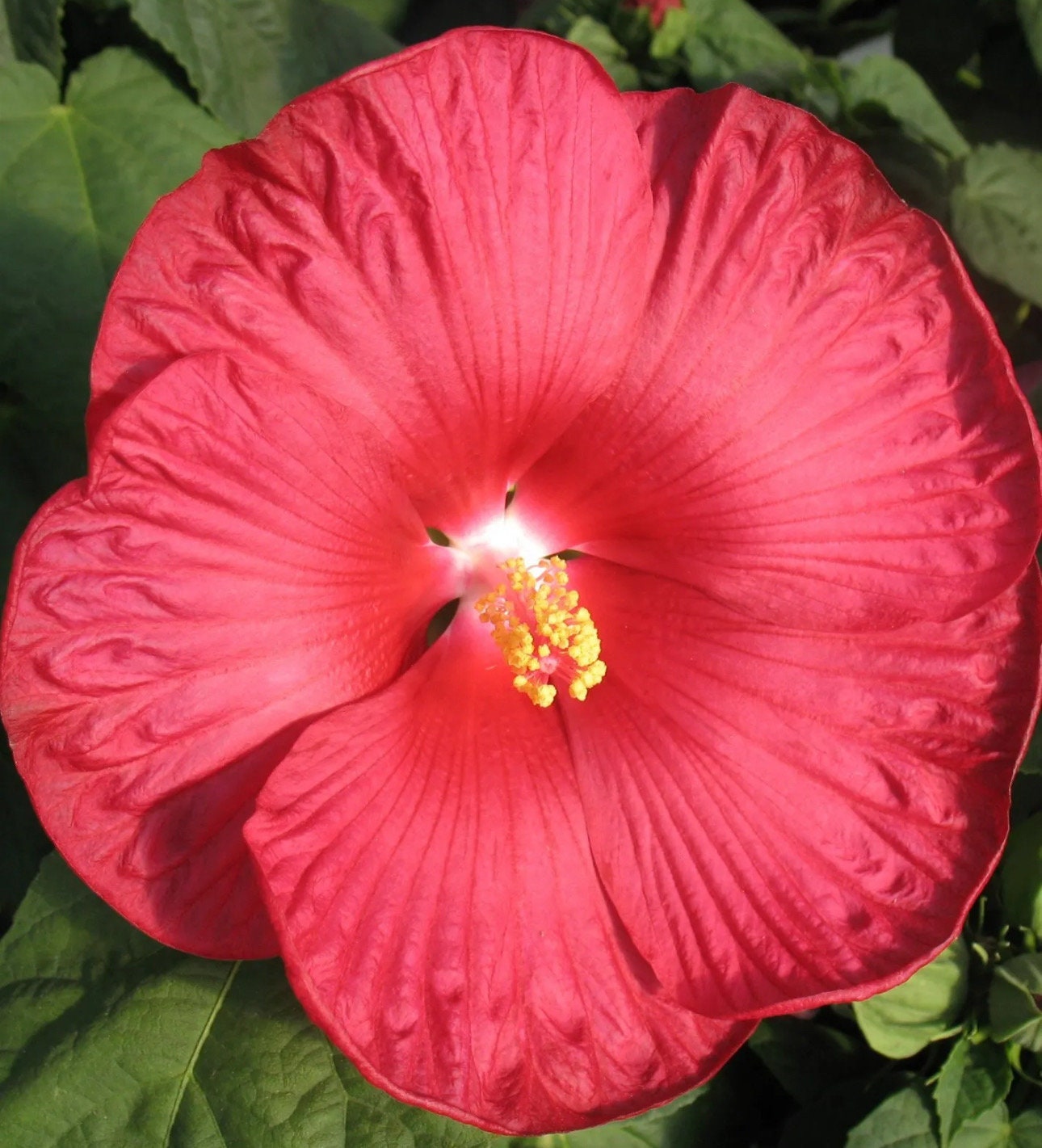 Hardy Dinnerplate Hibiscus (20+) Seeds. Perennial Zones 4-10. Huge ...