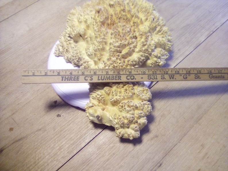 1 Maple Pin Burl -quilt Cap 17"x12"x3.5""bark Removed!! - Etsy