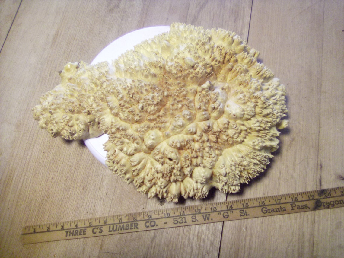 1 Maple Pin Burl -quilt Cap 17"x12"x3.5""bark Removed!! - Etsy